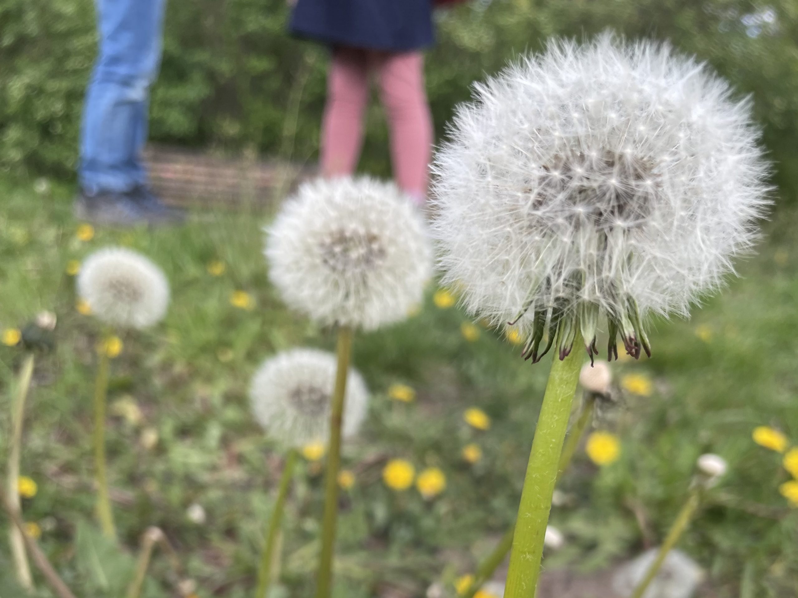 Was uns begeistert - Pusteblumen - xmalanderssein.de